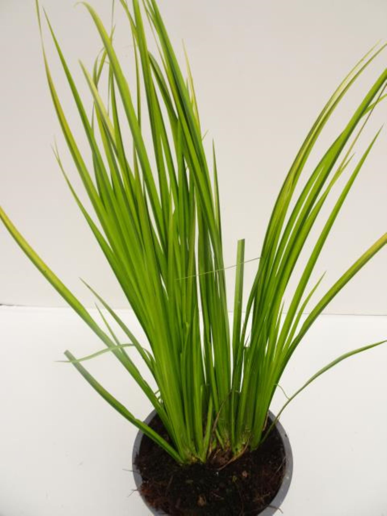 Premium Gefäße - Pflanzen Springmann